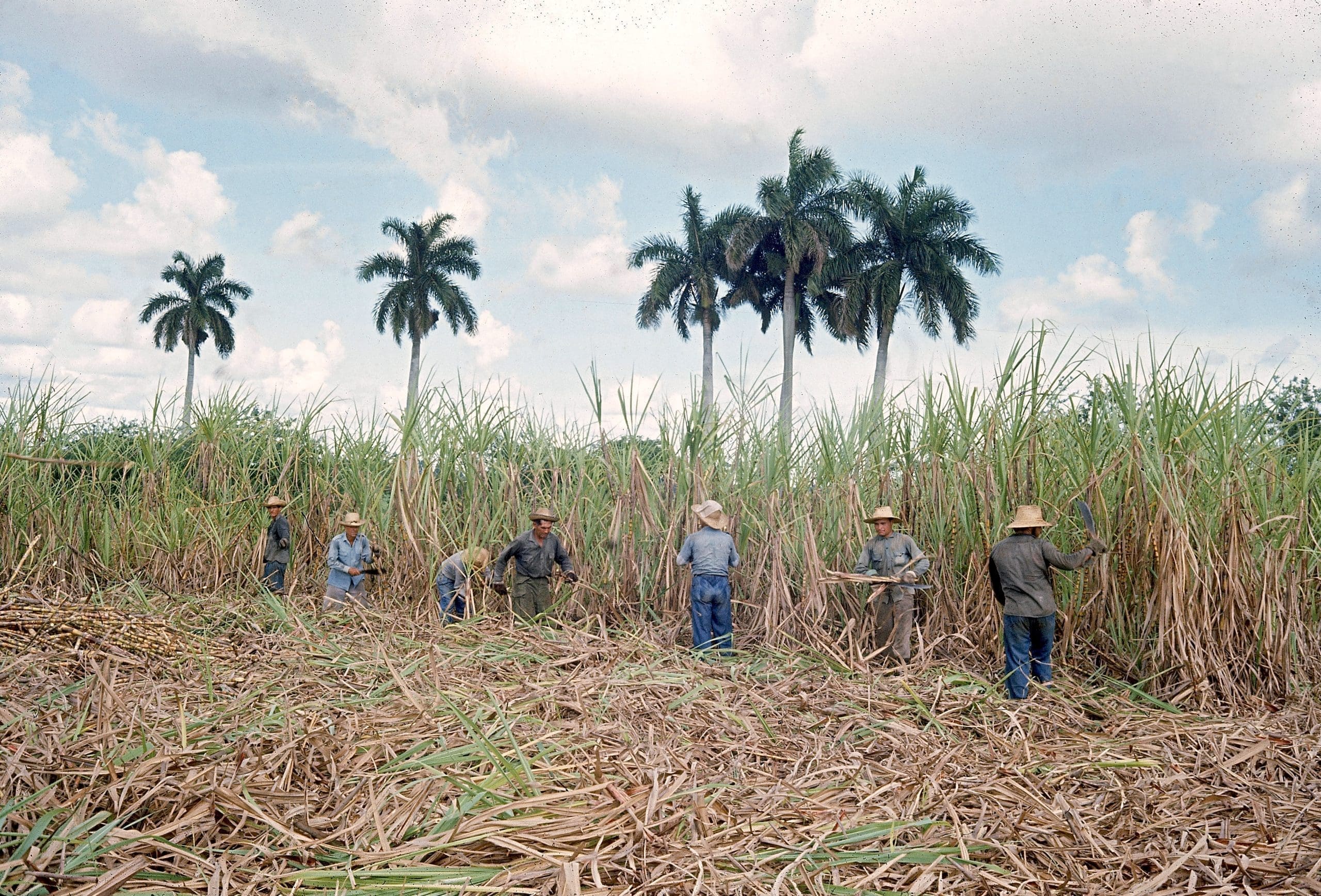 Cuba’s Sugar Workers Played a Key Role in Its Revolution | Felicia Ray ...